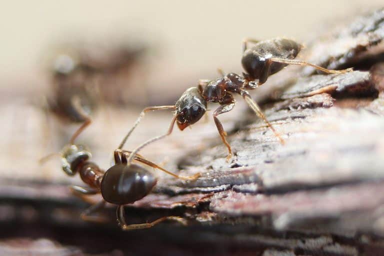 Which Ants Bite Humans Lets Find Out School Of Bugs 8461