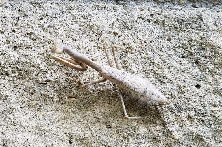 Longest Living Mantis Species -An Examination – School Of Bugs