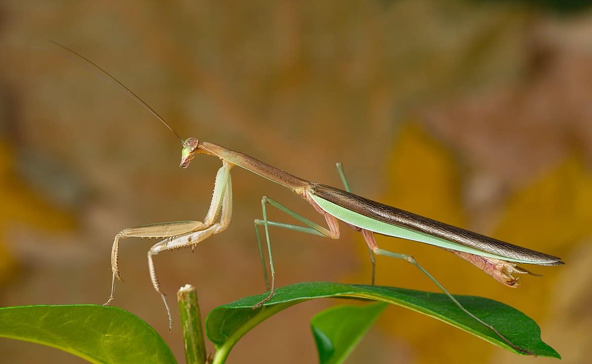Longest Living Mantis Species -An Examination – School Of Bugs