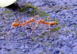 Small Red Ants in Your Kitchen – Exactly What to Do – School Of Bugs