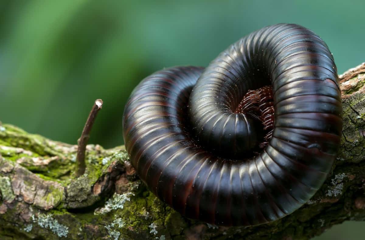 The 5 Creepiest Bugs – School Of Bugs
