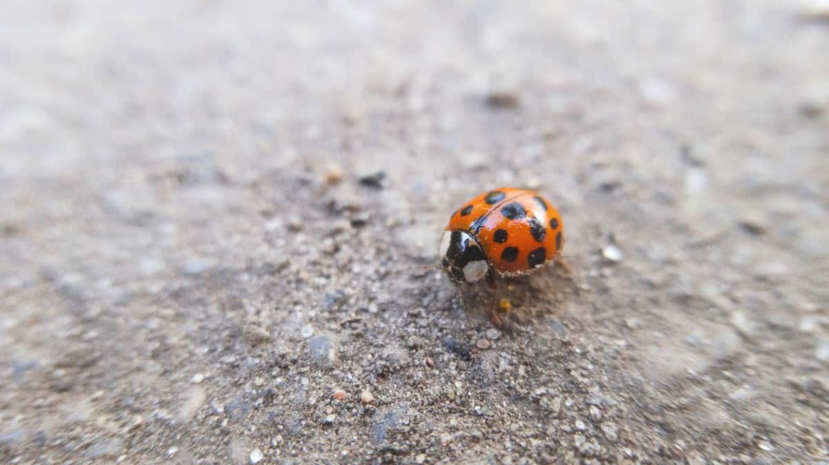 What Are Boy/Male Ladybugs Called? – School Of Bugs