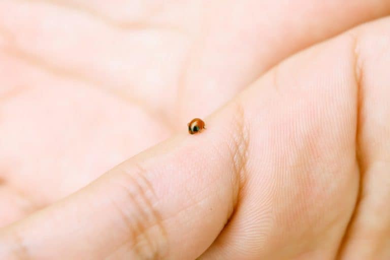 Are All Ladybugs Girls? The Quick Answer – School Of Bugs