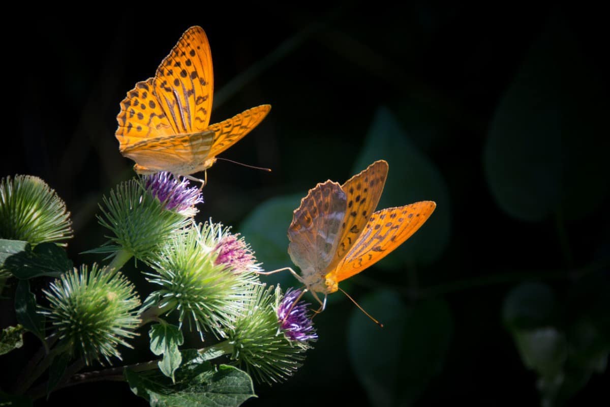 The Color of Butterflies – Explained – School Of Bugs