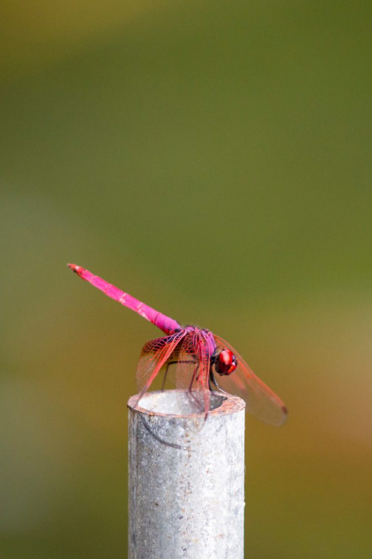 The Color of Dragonflies – Blue, Black, Orange and Many More! – School ...