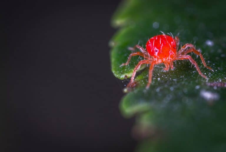 The Color of Spiders – Blue, Black, Orange and Many More! – School Of Bugs