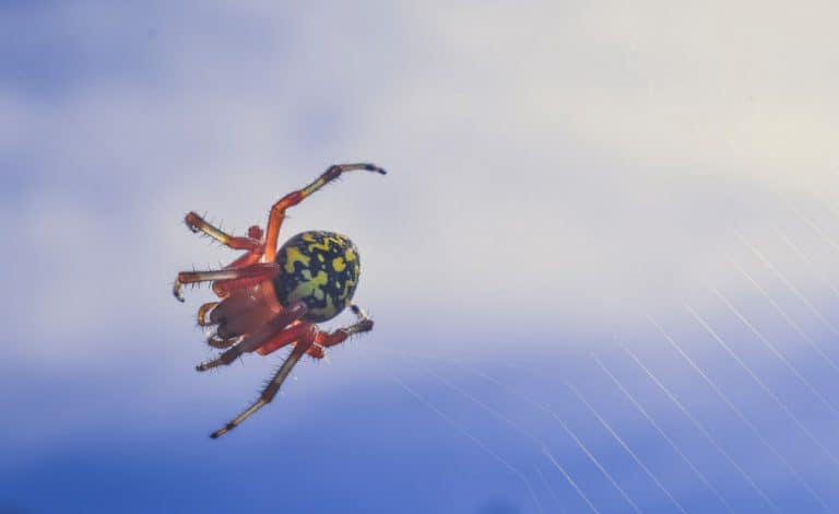 The Color of Spiders – Blue, Black, Orange and Many More! – School Of Bugs