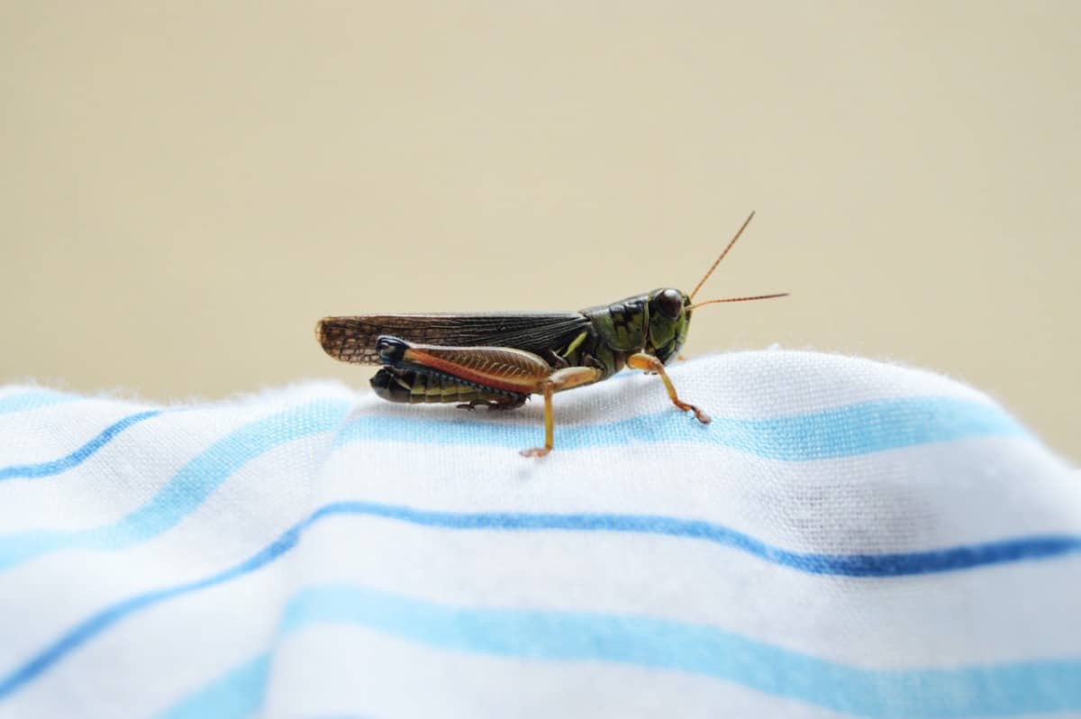 15 Long Lived Insects That Make Great Pets – School Of Bugs