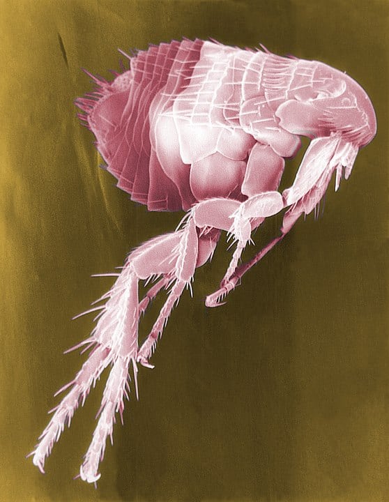 Tiny Black Bugs in Your Bed? – Here’s what they REALLY are – School Of Bugs