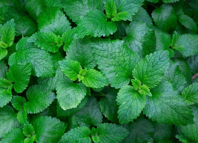 11 Plants That Repel Stink Bugs – School Of Bugs