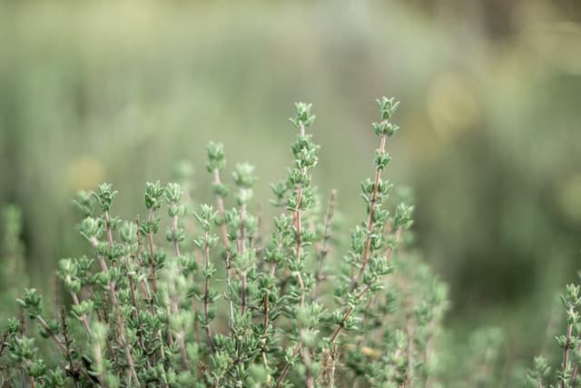11 Plants That Repel Stink Bugs – School Of Bugs