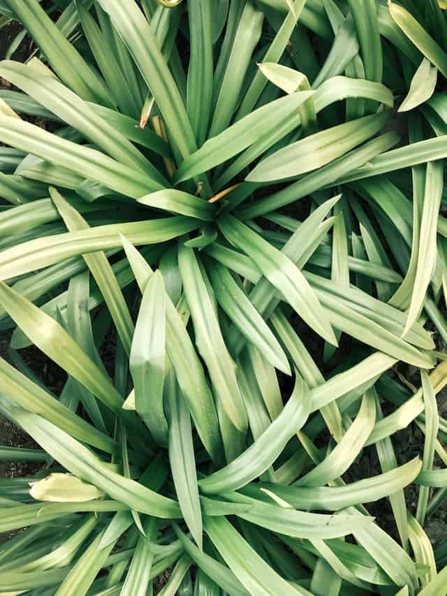 11 Plants That Repel Stink Bugs – School Of Bugs