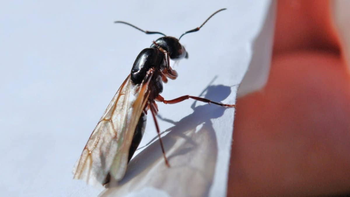 The Unlucky 13: Insects with the Shortest Life Spans – School Of Bugs