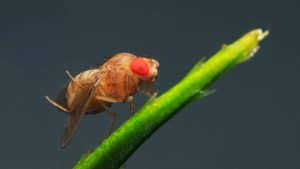 The Unlucky 13: Insects with the Shortest Life Spans – School Of Bugs