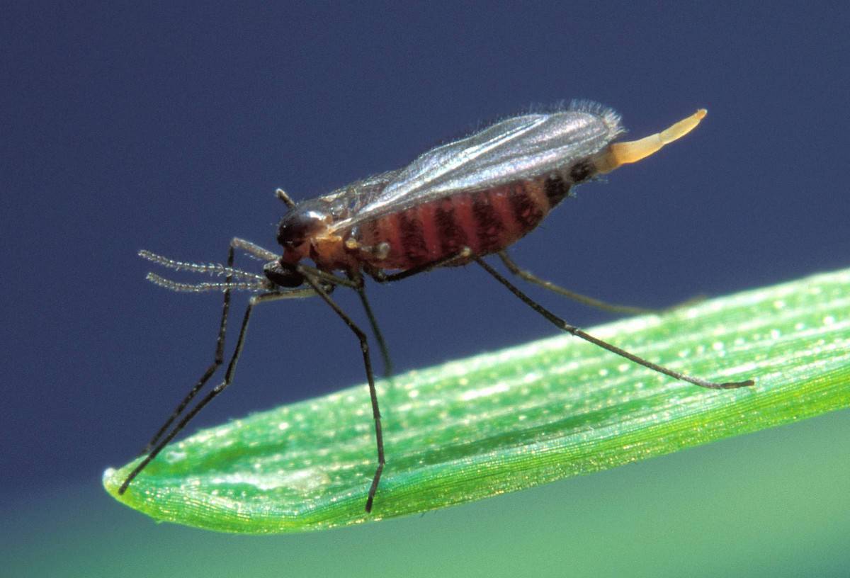 The Unlucky 13: Insects with the Shortest Life Spans – School Of Bugs