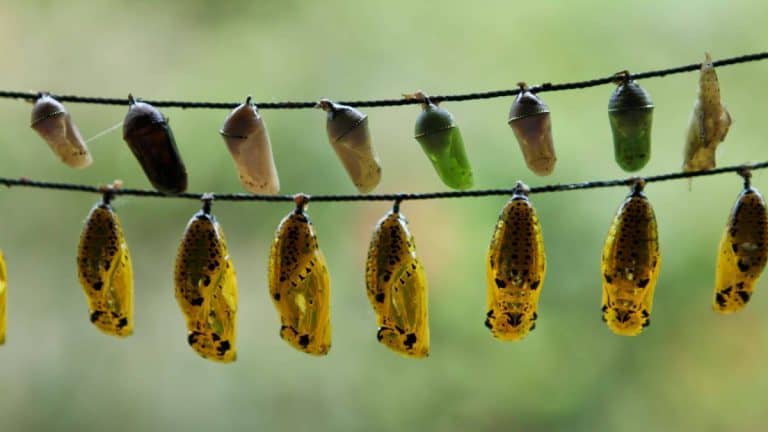 The Unlucky 13: Insects with the Shortest Life Spans – School Of Bugs