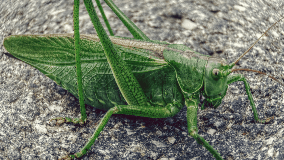 7 Of The Loudest Insects In The World Ranked By Decibels – School Of Bugs