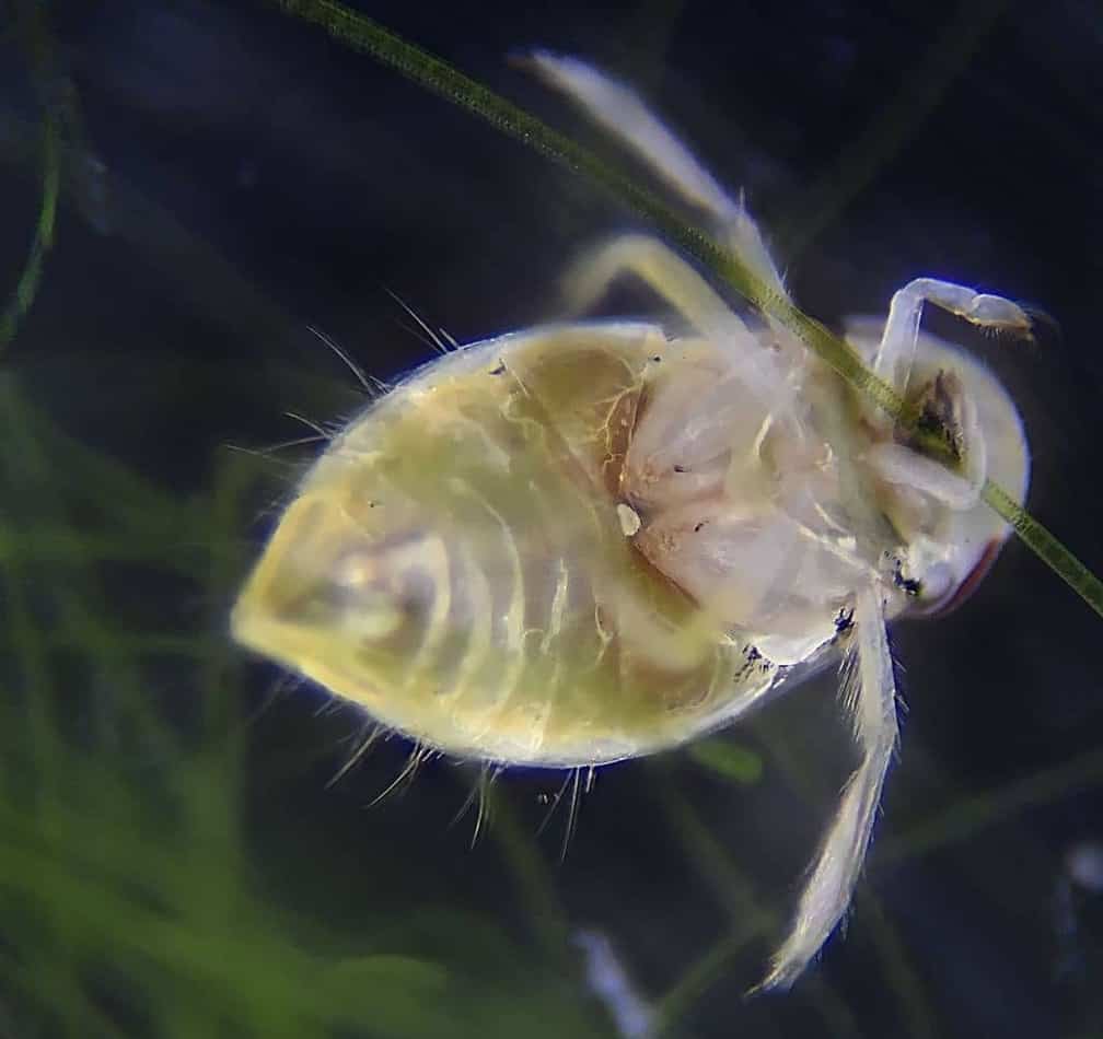 7 Of The Loudest Insects In The World Ranked By Decibels – School Of Bugs