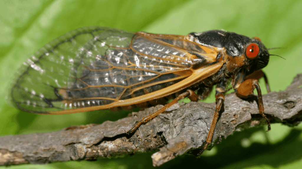 7 Of The Loudest Insects In The World Ranked By Decibels – School Of Bugs