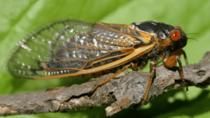 7 Of The Loudest Insects In The World Ranked By Decibels – School Of Bugs