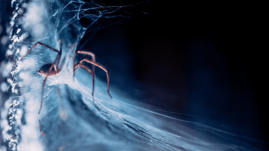 7 Super Important Things Spiders Do For Us – School Of Bugs