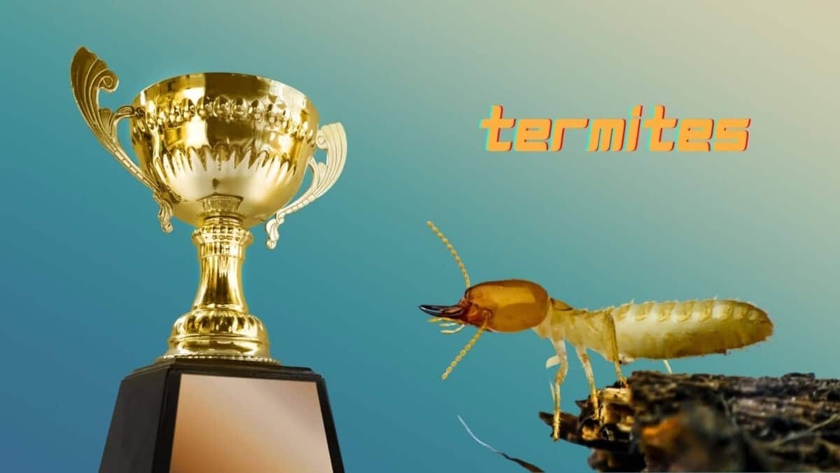 Silverfish vs Termites – Everything You Need To Know – School Of Bugs
