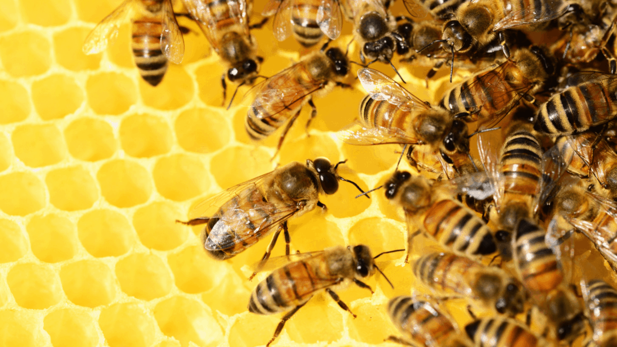 7 Of The Loudest Insects In The World Ranked By Decibels – School Of Bugs