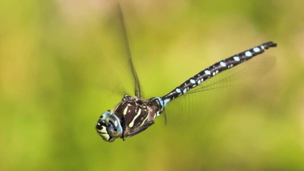 Why don’t insects die when they fall – The Curious Answer – School Of Bugs