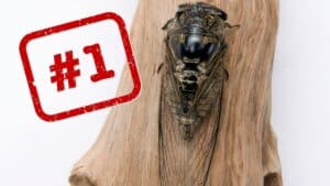 7 Of The Loudest Insects In The World Ranked By Decibels – School Of Bugs