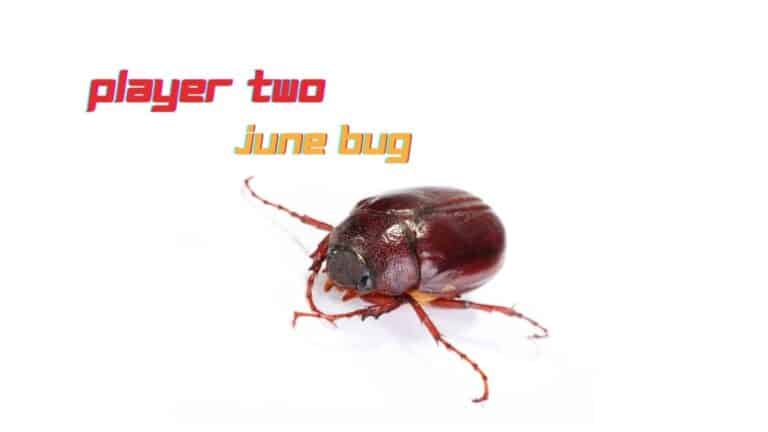 Stink Bugs vs. June Bugs – What to Know – School Of Bugs