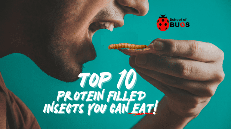 TOP 10 more protein filled insects you Can EAT! – School Of Bugs