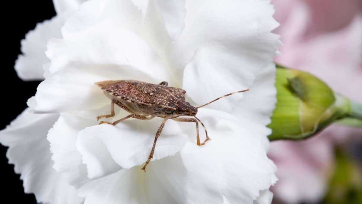 When You Kill a Stink Bug, What Happens? – Answered – School Of Bugs