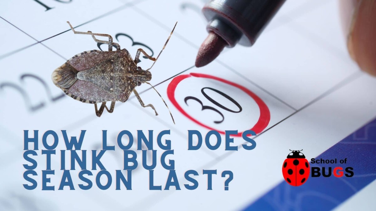 How Long Does Stink Bug Season Last? – School Of Bugs