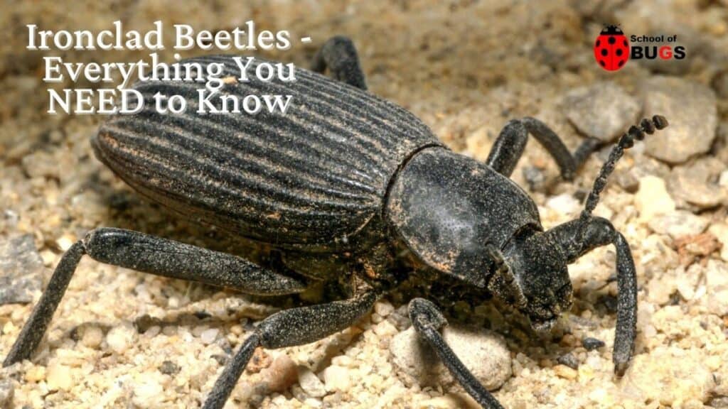 Ironclad Beetles – Everything You NEED to Know – School Of Bugs