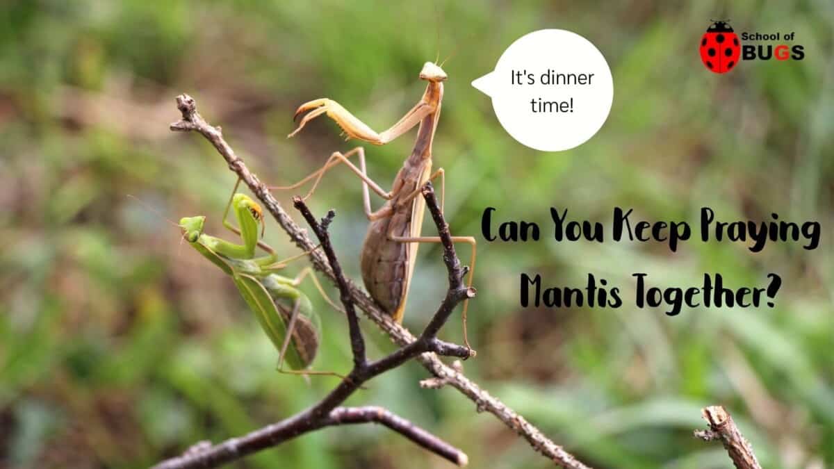 Can You Keep Praying Mantis Together? – School Of Bugs