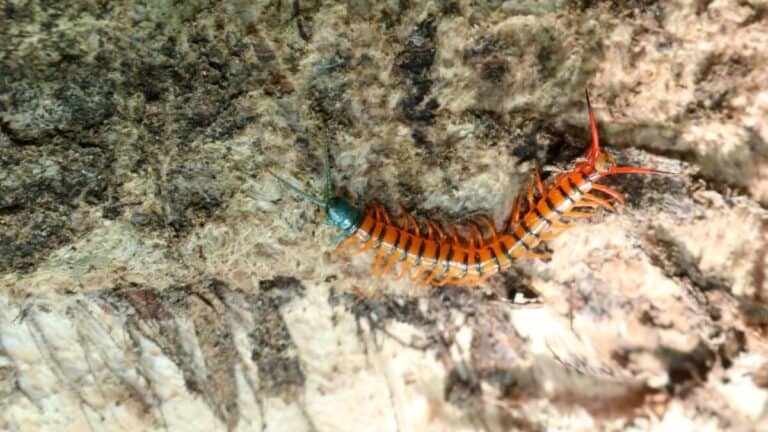7 Bugs With the Most Legs – You’ll Love This – School Of Bugs