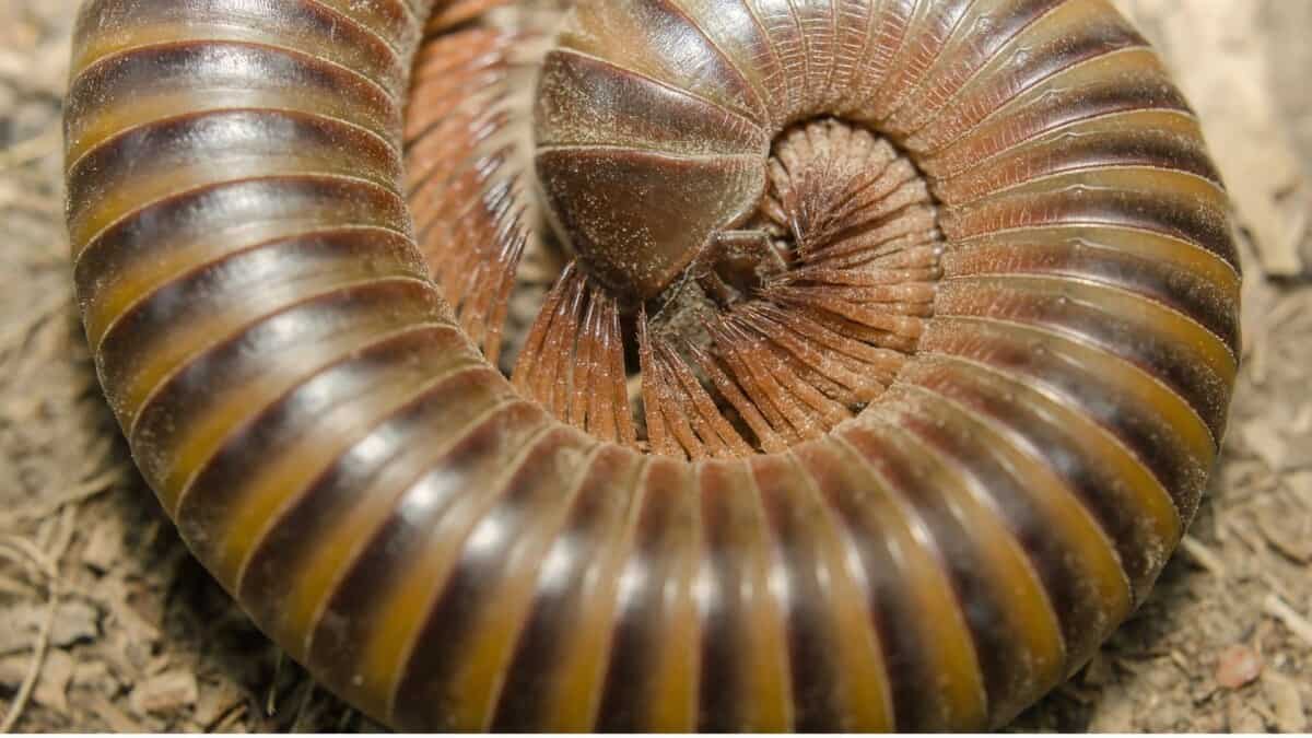 7 Bugs With the Most Legs – You’ll Love This – School Of Bugs
