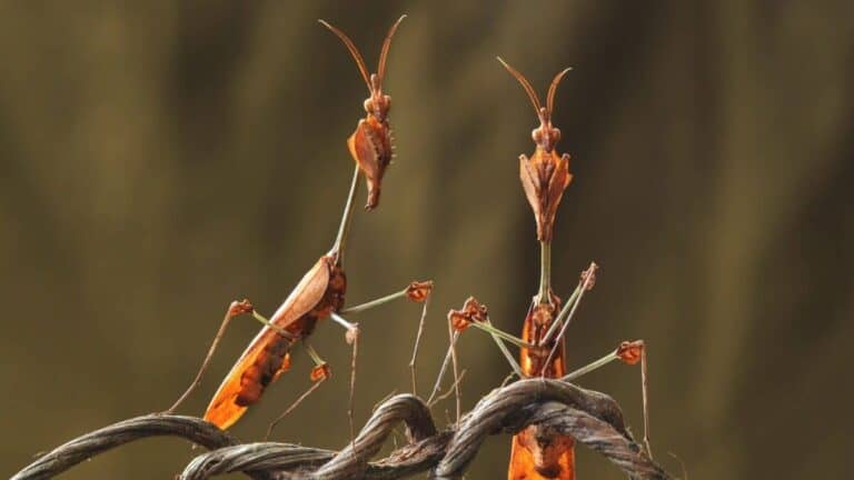 Can You Keep Praying Mantis Together? – School Of Bugs