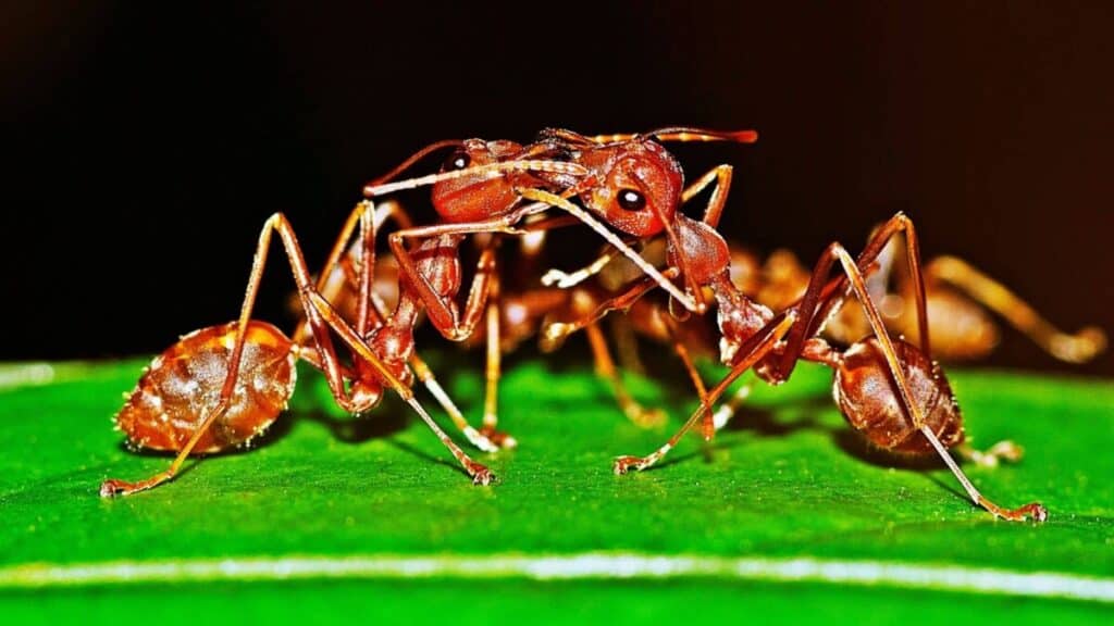 Do insects have brains – Ranked by Size – School Of Bugs