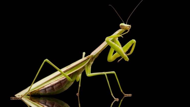 A Beginners Guide to Keeping Praying Mantis as a Pet – School Of Bugs