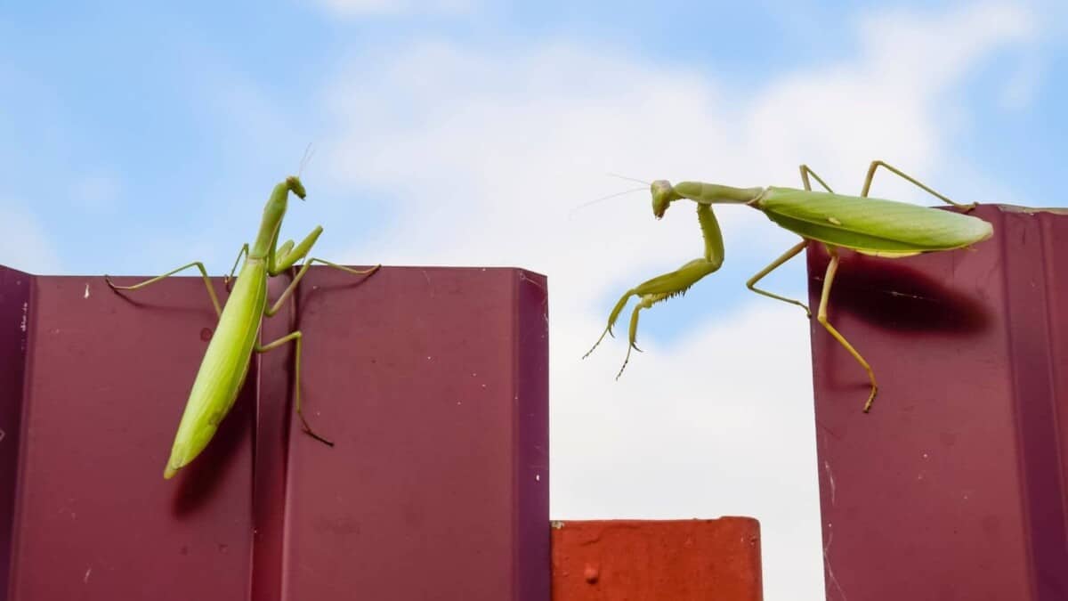 Can You Keep Praying Mantis Together? – School Of Bugs