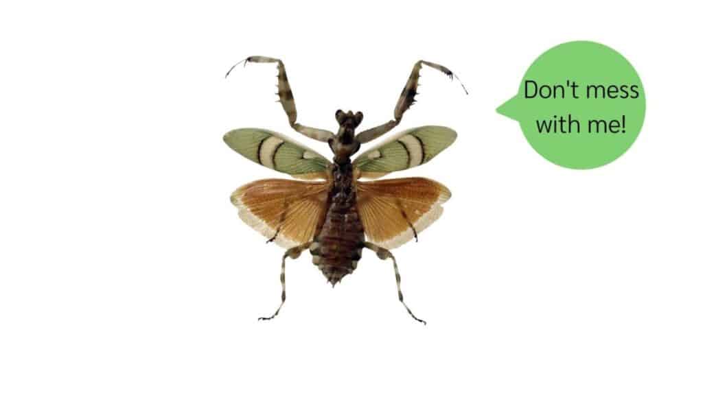 Why Do Praying Mantis Dance? – School Of Bugs