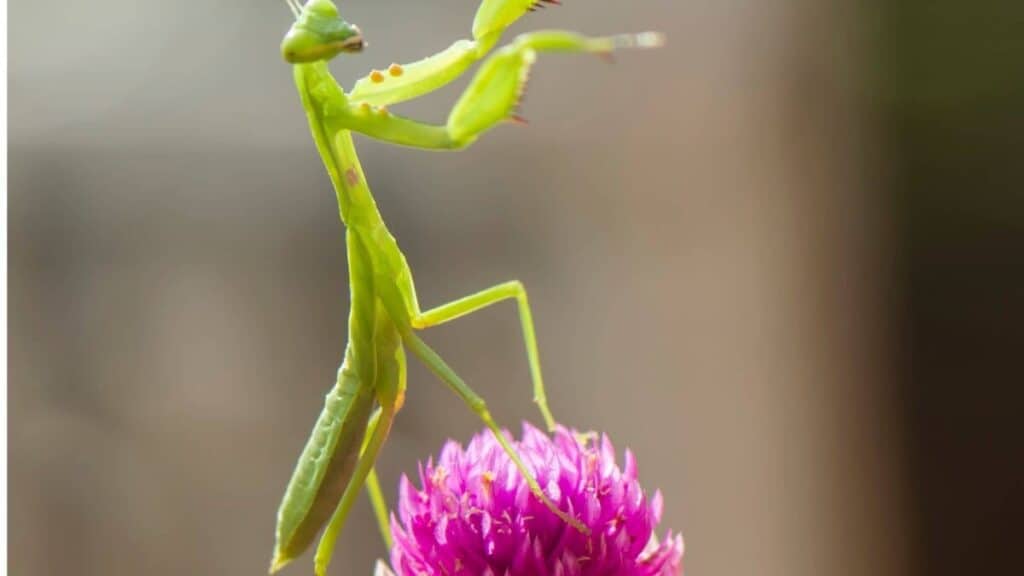 Why Do Praying Mantis Dance? – School Of Bugs