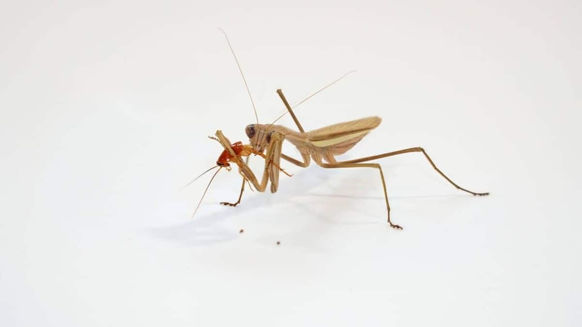 A Beginners Guide to Keeping Praying Mantis as a Pet – School Of Bugs