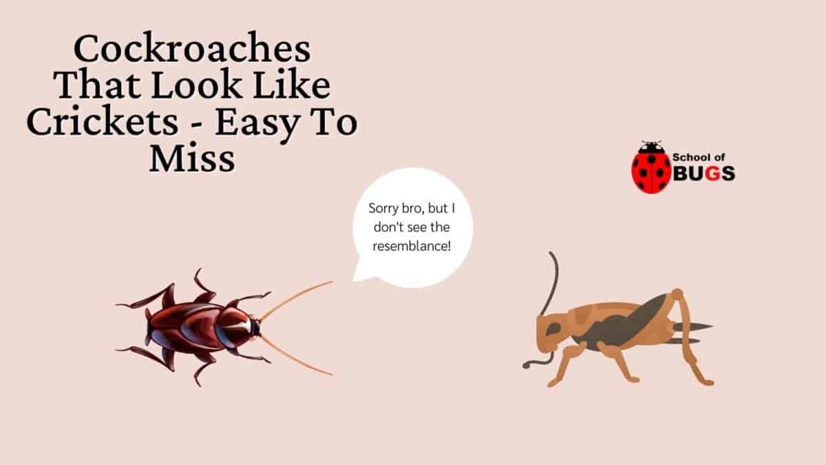Cockroaches That Look Like Crickets – Easy To Miss – School Of Bugs