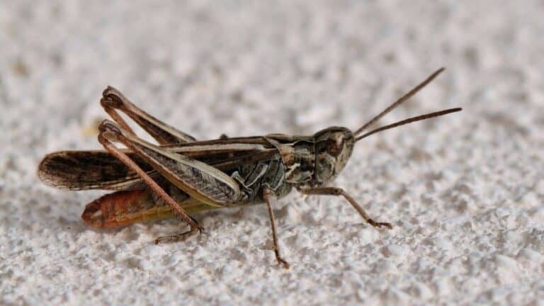 Cockroaches That Look Like Crickets – Easy To Miss – School Of Bugs