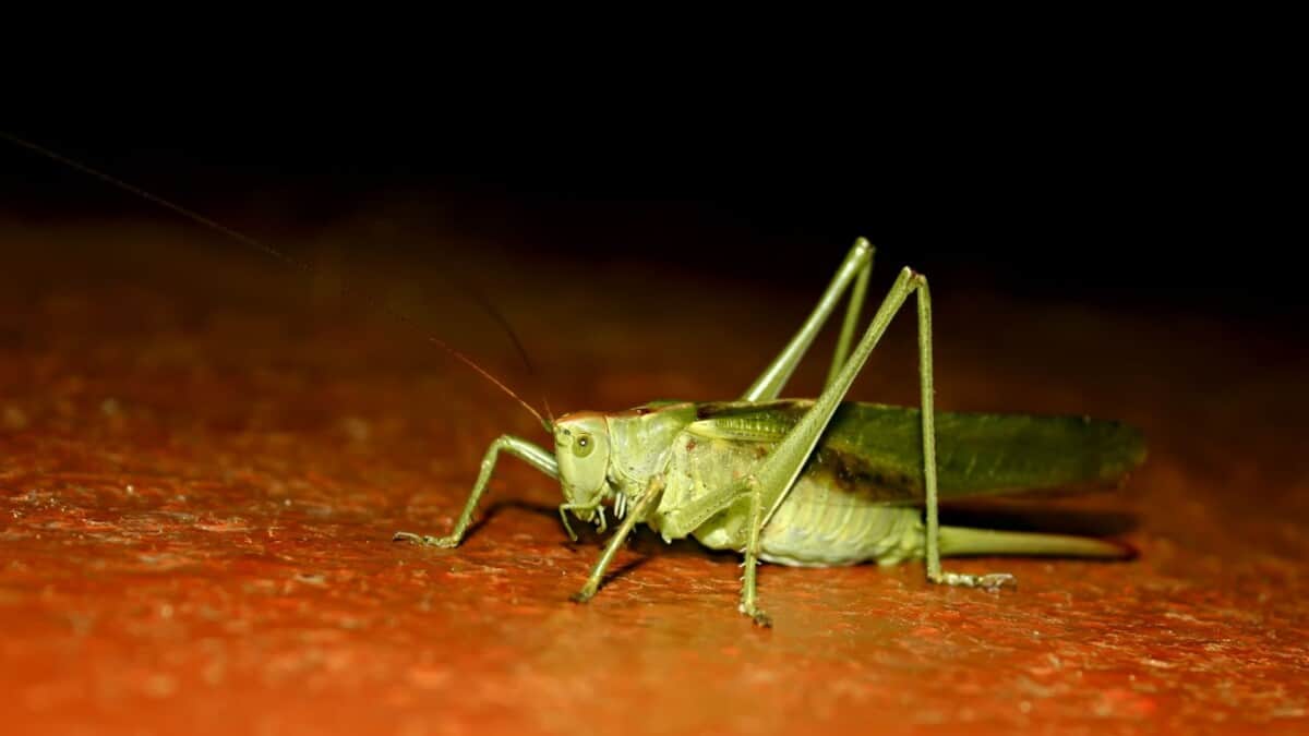 Cockroaches That Look Like Crickets – Easy To Miss – School Of Bugs