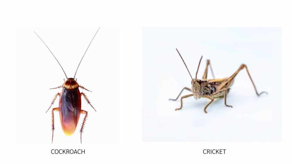 Cockroaches That Look Like Crickets – Easy To Miss – School Of Bugs