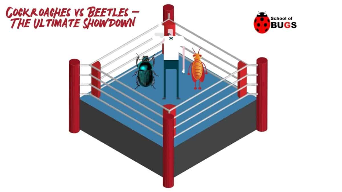Cockroaches vs Beetles – The Ultimate Showdown – School Of Bugs