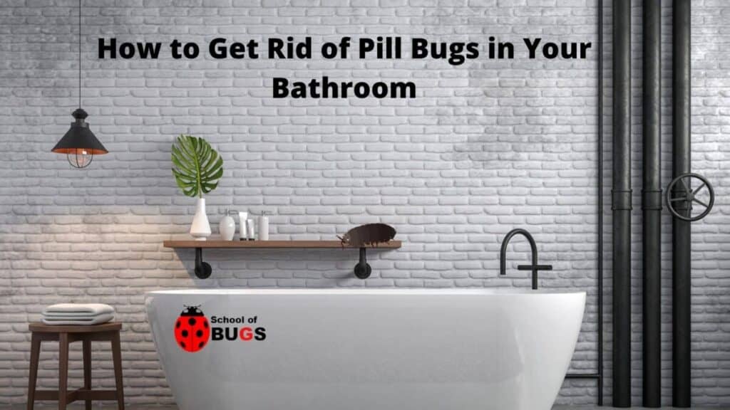 How to Get Rid of Pill Bugs in Your Bathroom – School Of Bugs